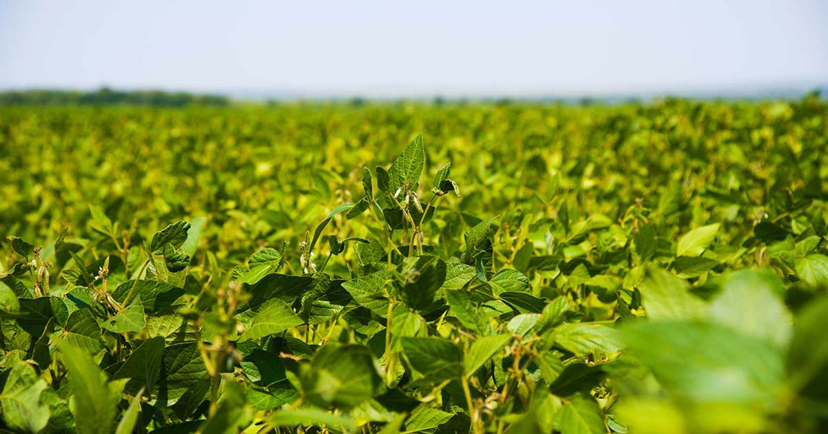 Pulse Processing Stricks Ag Grain Milling